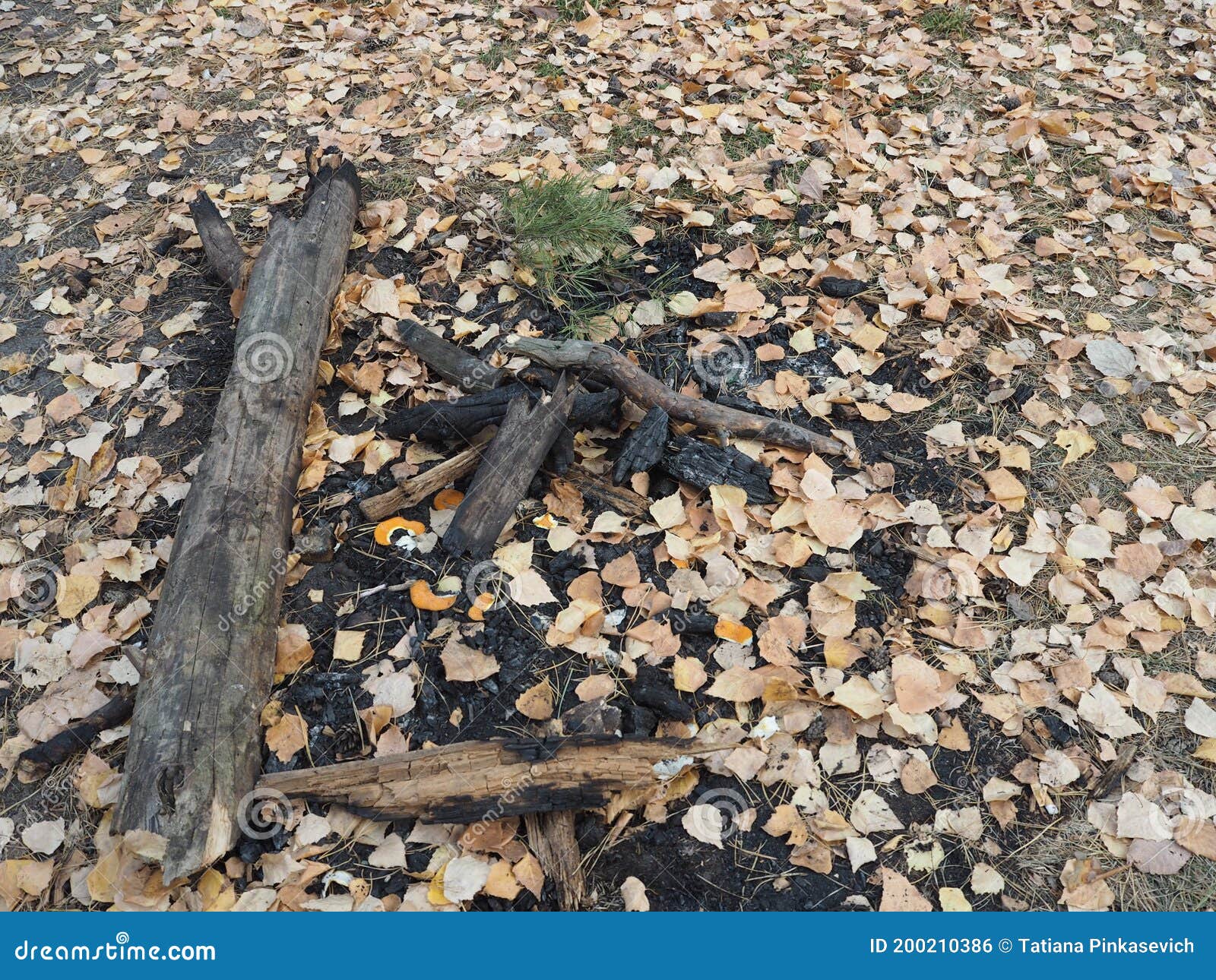 Extinct Bonfire. an Extinguished Bonfire in the Autumn Forest.a ...