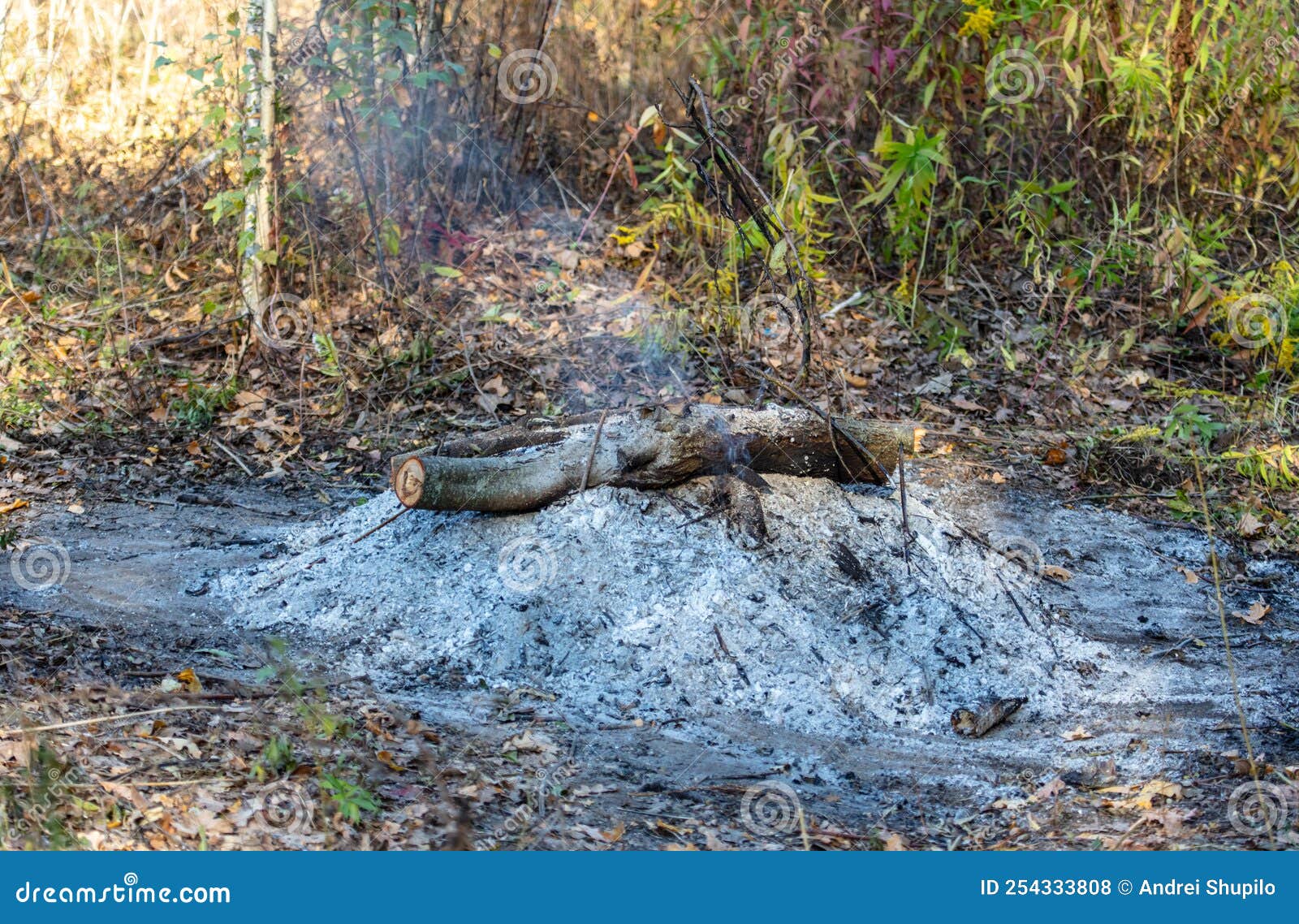 Extinct Fire in the Forest. Stock Photo - Image of rainforest, scenery ...