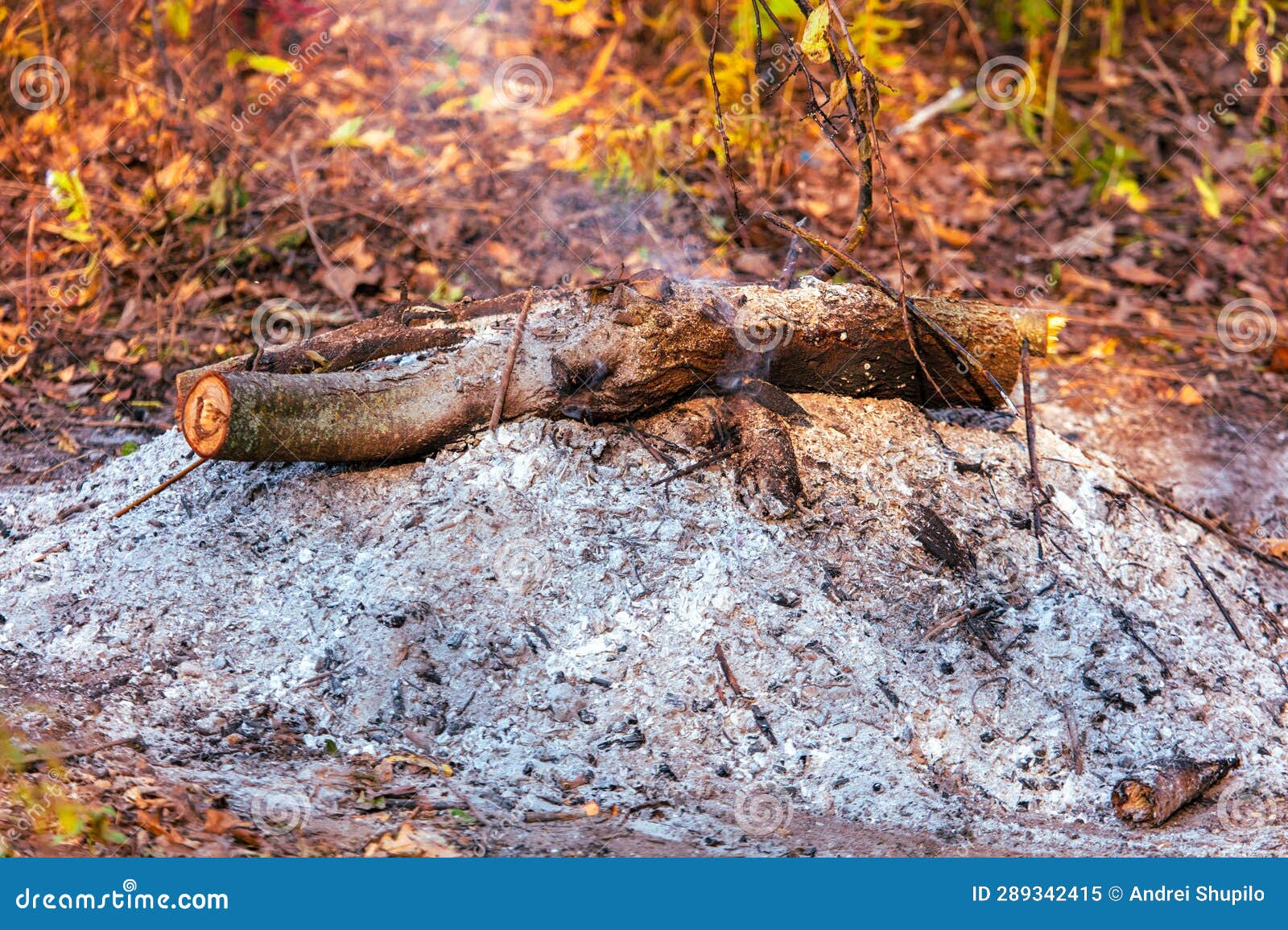 Extinct Fire in the Forest. Stock Image - Image of background, concepts ...