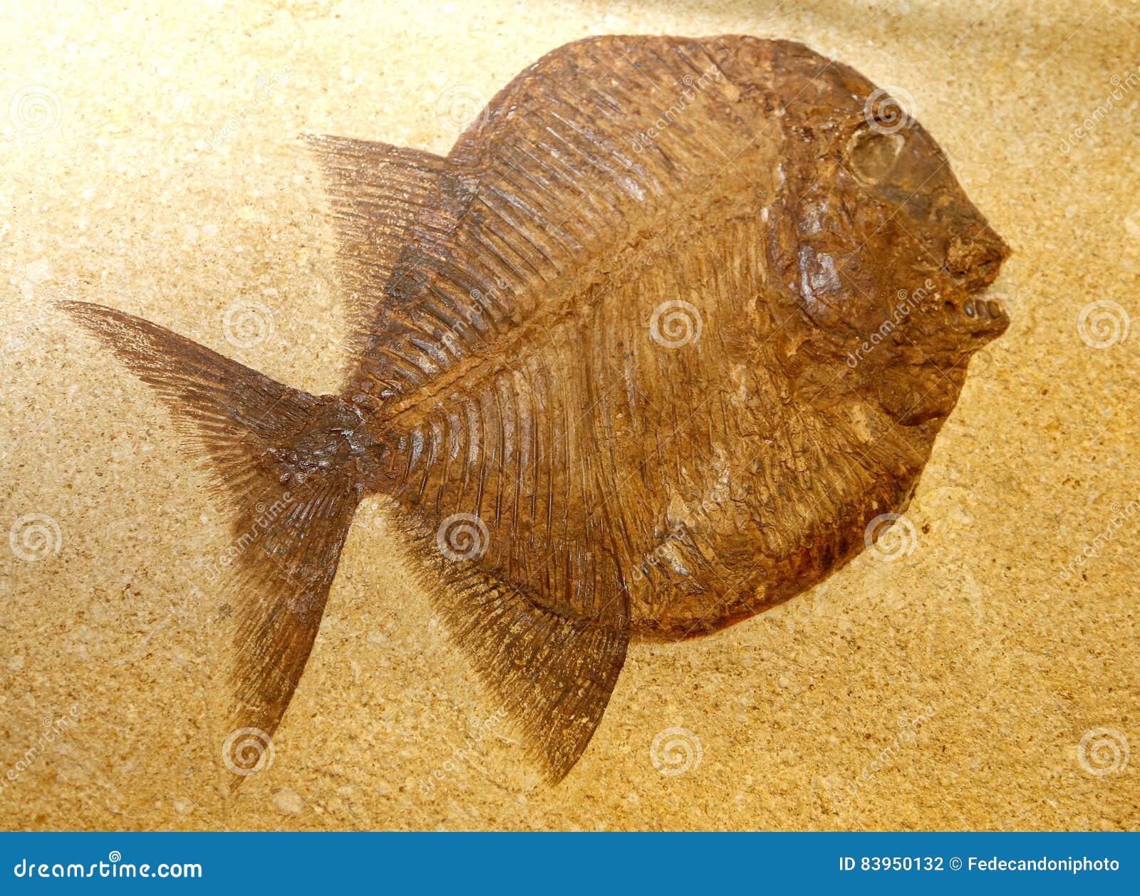 Extinct Fossil Fish Stuck in the Rocks Stock Photo - Image of rarity ...