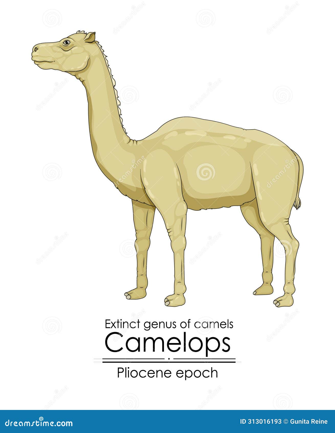 Extinct Genus of Camel Camelops Stock Vector - Illustration of ...