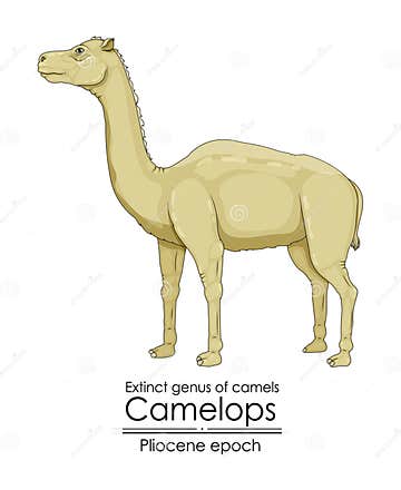 Extinct Genus of Camel Camelops Stock Vector - Illustration of ...