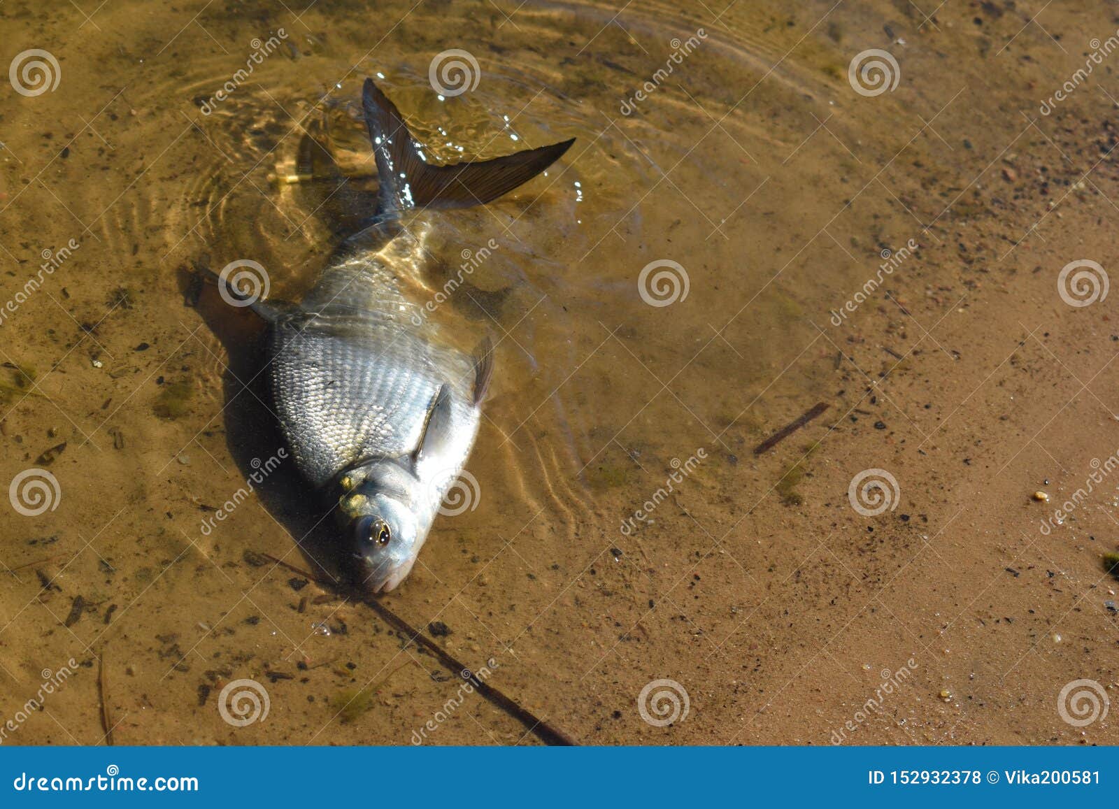 Problem of Environmental Pollution and Ocean Stock Photo - Image of ...