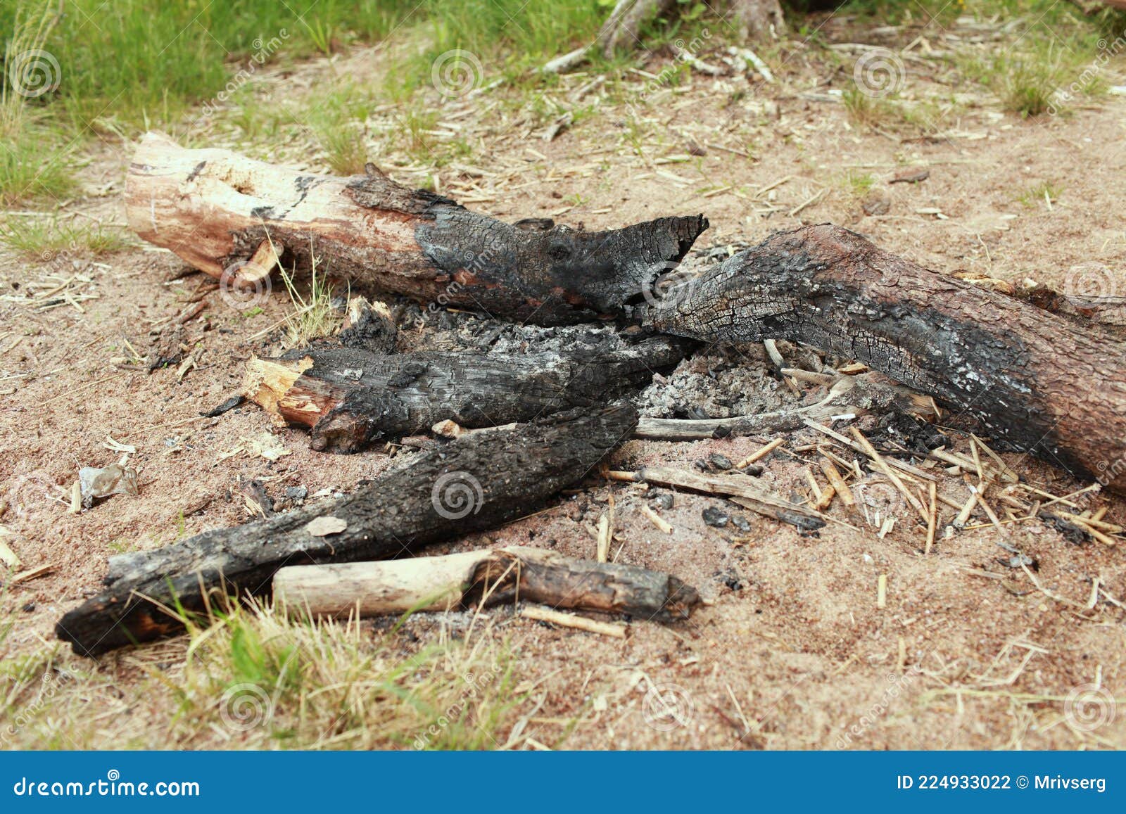 Extinguished Bonfirein the Forest Stock Photo - Image of burnt, bonfire ...