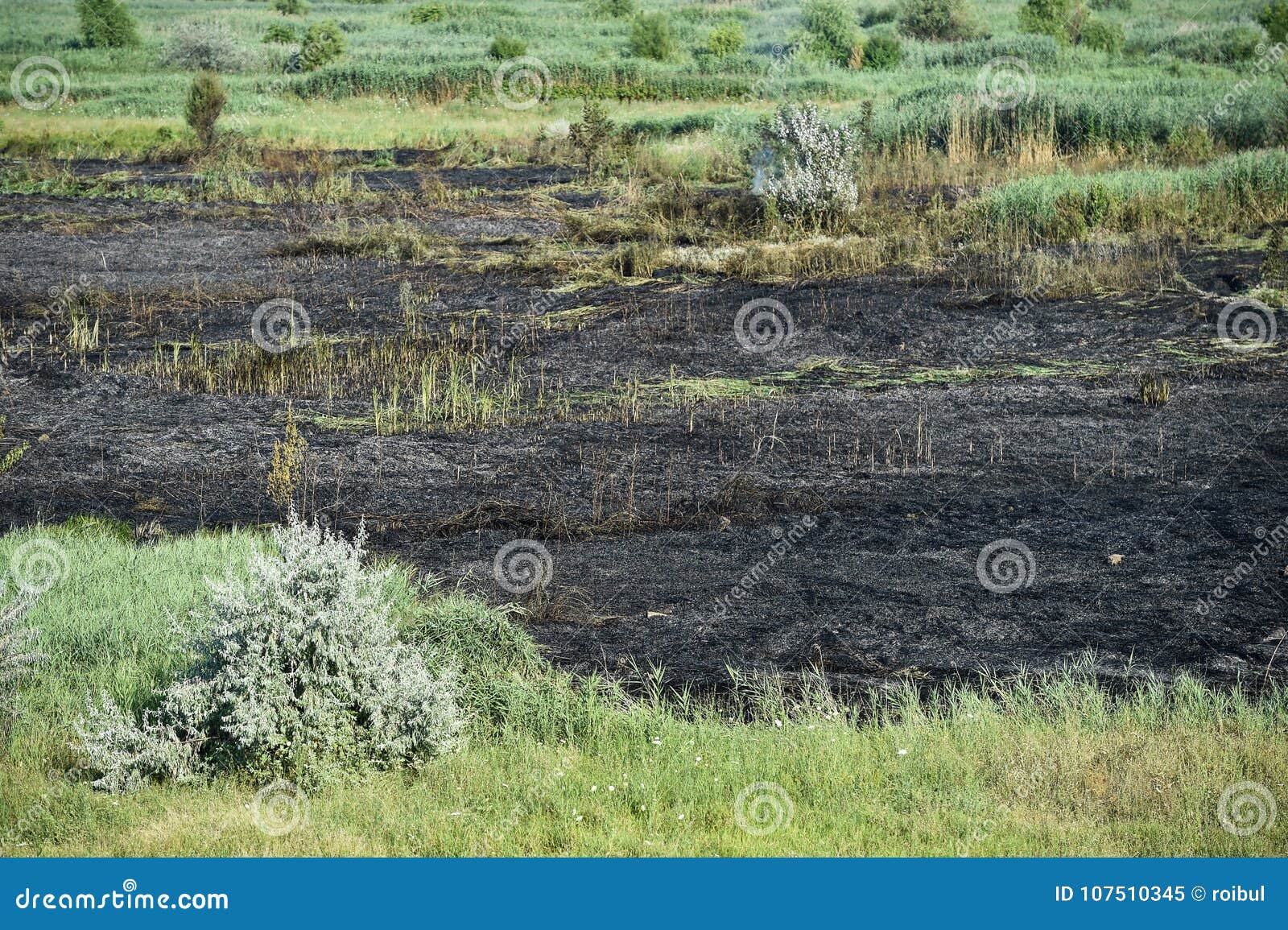 Extinguished Fire in a Natural Park Stock Image - Image of accident ...