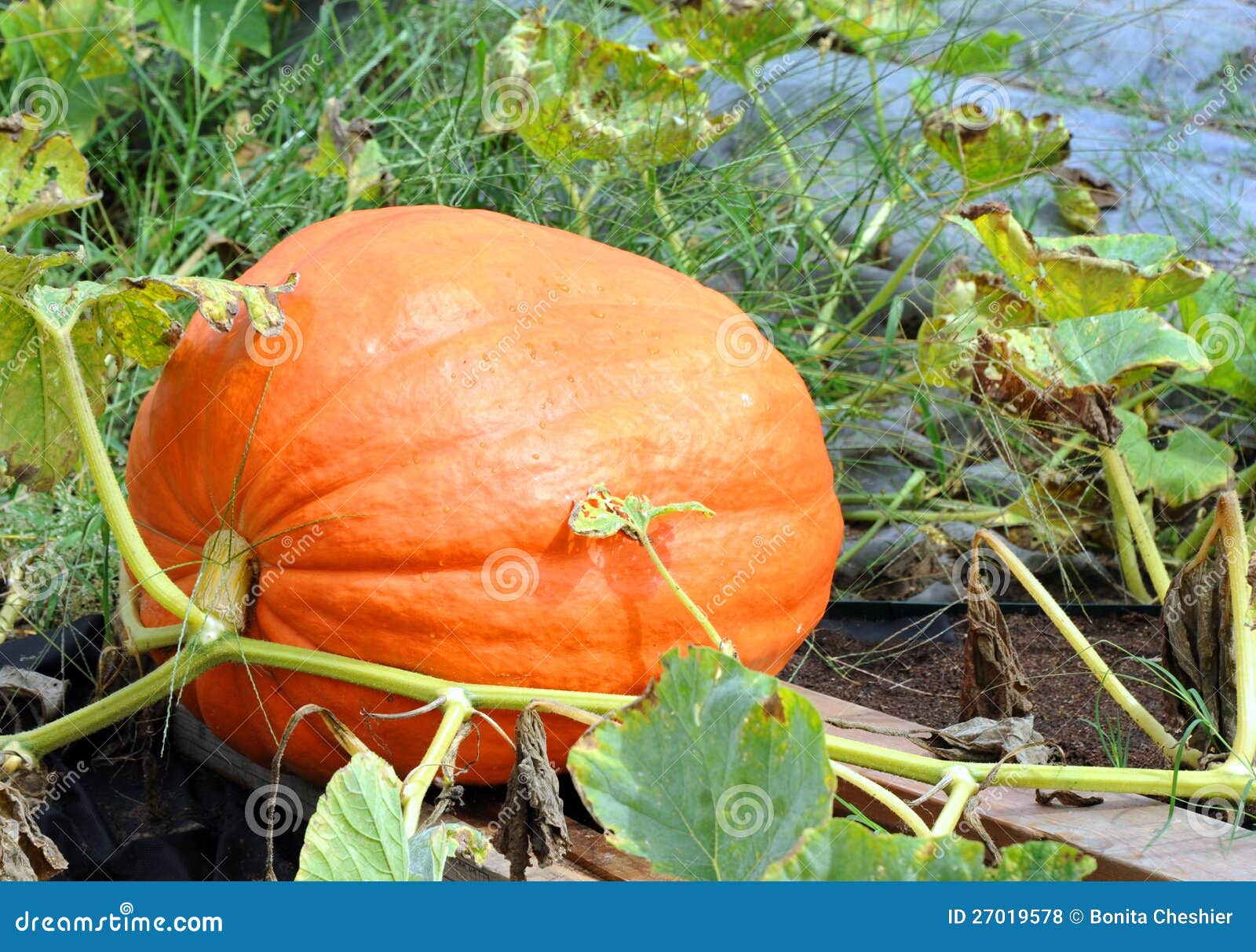 Extra Large Pumpkin stock photo. Image of outside, pumpkin - 27019578