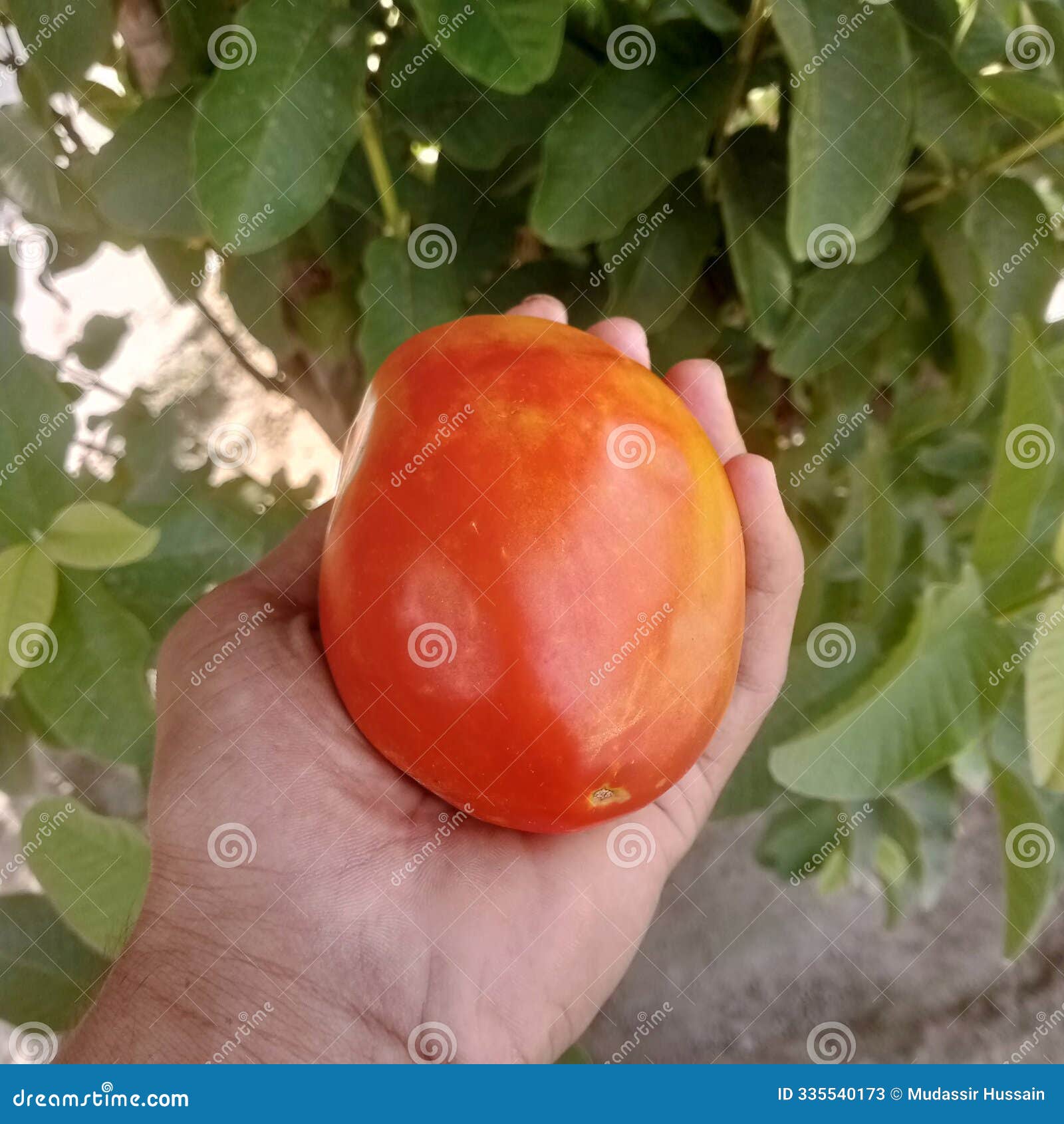 Extra Large Roma Tomato - Each Stock Image - Image of tomato ...