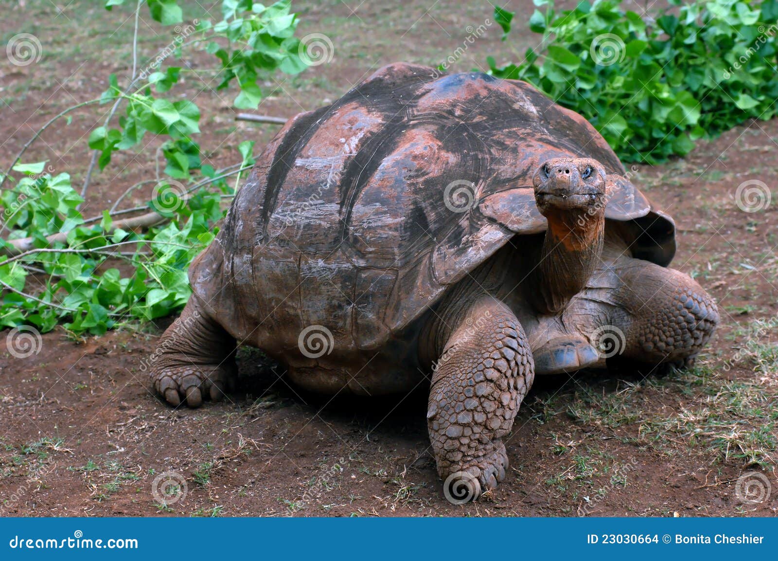 Extra large Turtle stock photo. Image of turtle, neck - 23030664