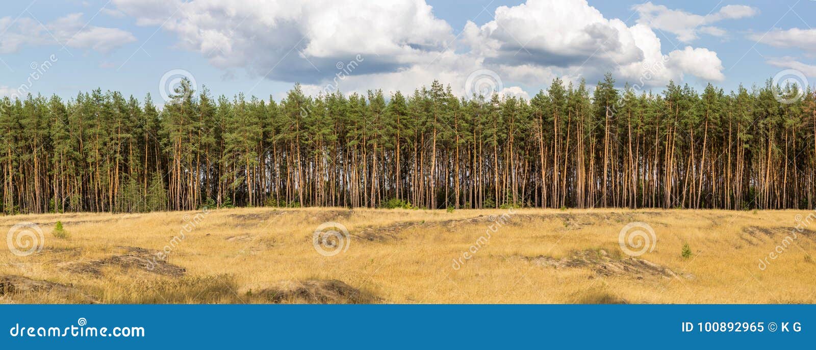 Extra Large Wide Panoramic View of Pine Forest and Cloudy Sky on the ...