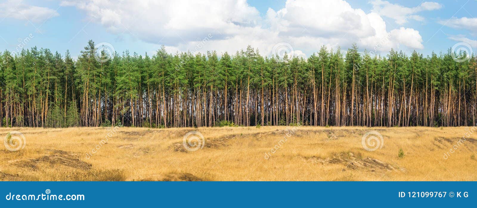 Extra Large Wide Panoramic View of Pine Forest and Cloudy Sky. W Stock ...