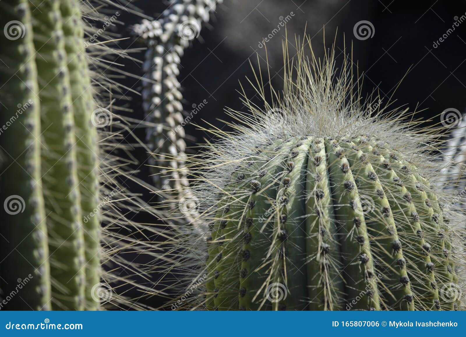 Extra long prickly cacti stock photo. Image of growing - 165807006