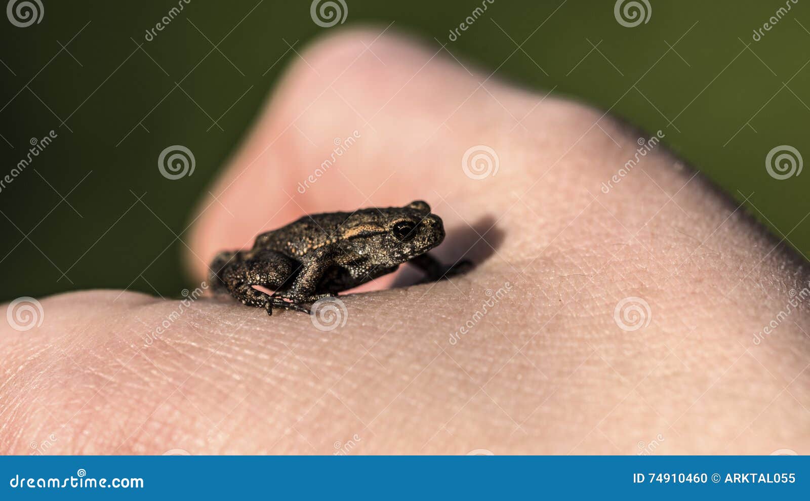 Extra Small Frog on a Human Hand Stock Photo - Image of garden ...