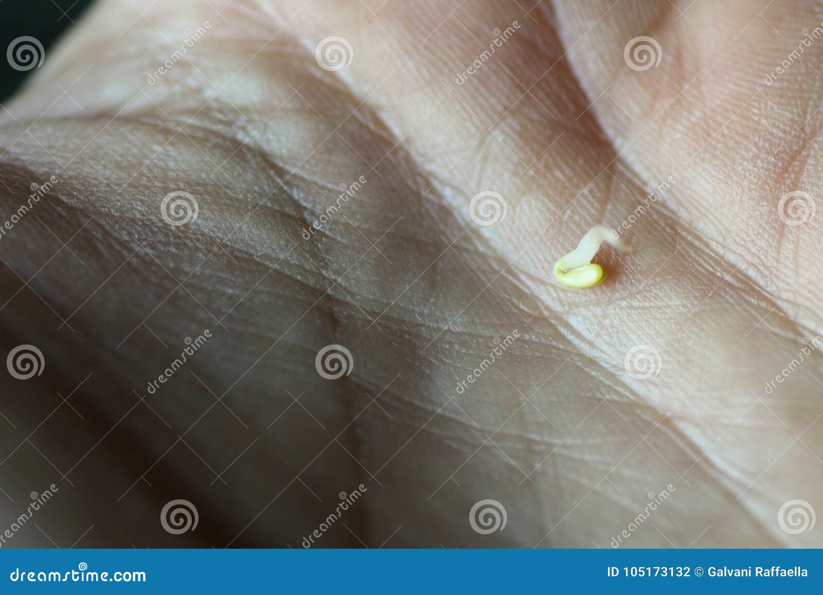 Extra Small Sprout of Alpha Alpha in a Human Hand Stock Photo - Image ...