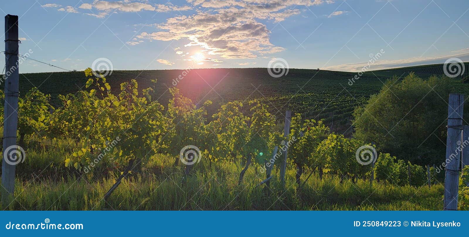 Extra Wide Panoramic Shot of a Summer Vineyard Shot at Sunset Stock ...
