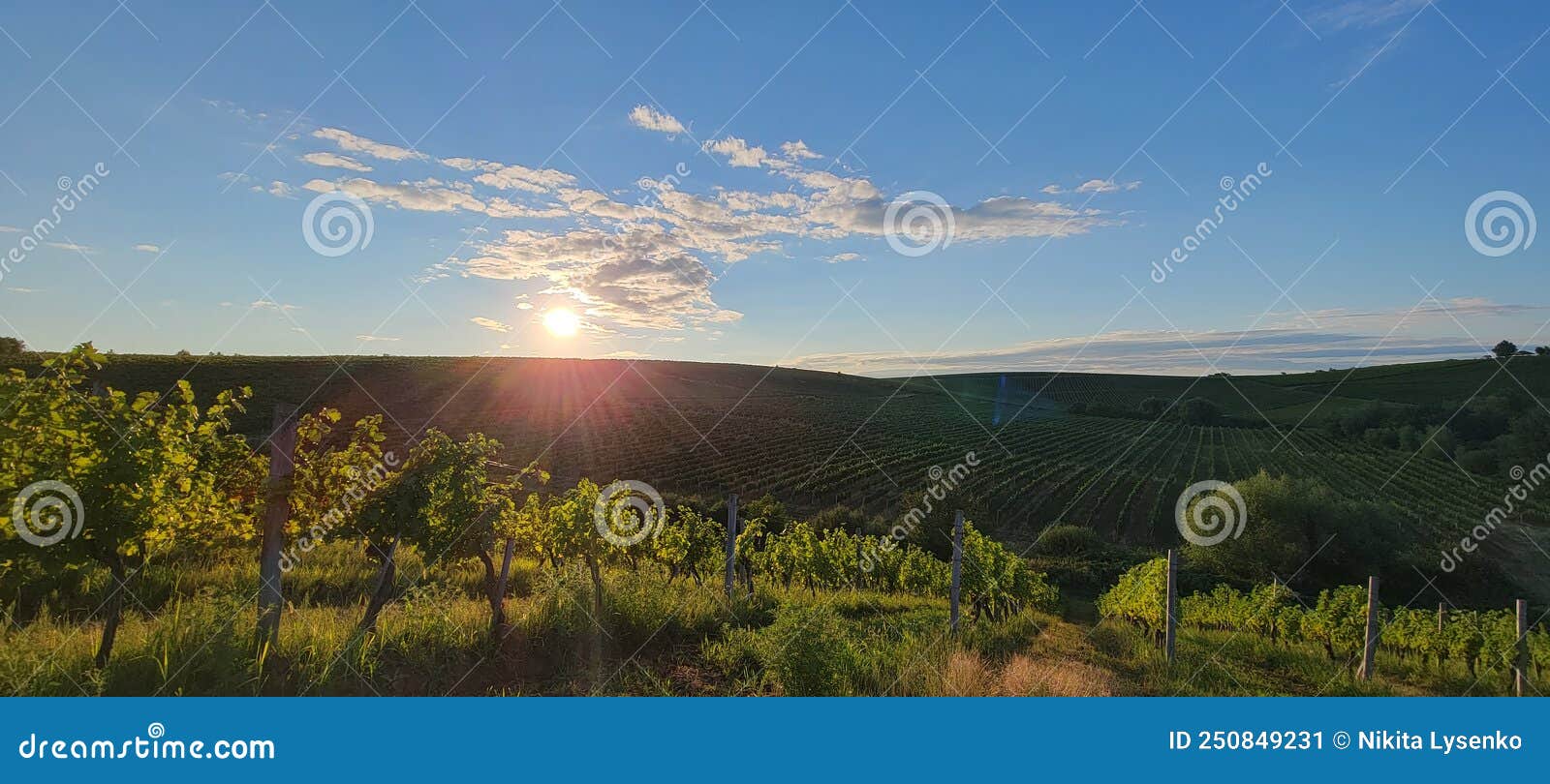 Extra Wide Panoramic Shot of a Summer Vineyard Shot at Sunset Stock ...