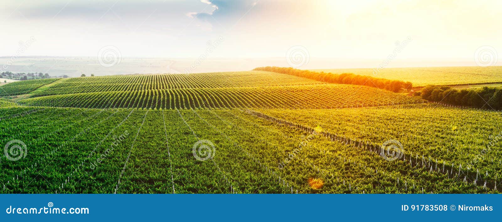 215 Romania Spring Vineyard Stock Photos - Free & Royalty-Free Stock ...