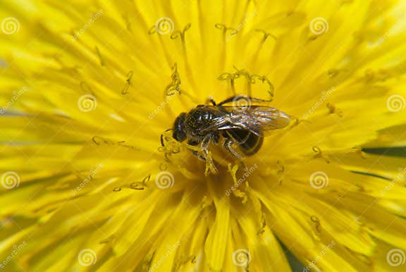Extra zoomed honeybee stock photo. Image of animals, heat - 27549434