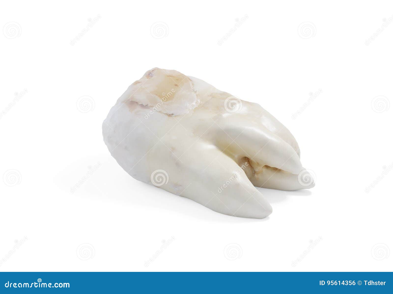 An Extracted Human Tooth Molar With Shiny Enamel Crown And Long Roots ...