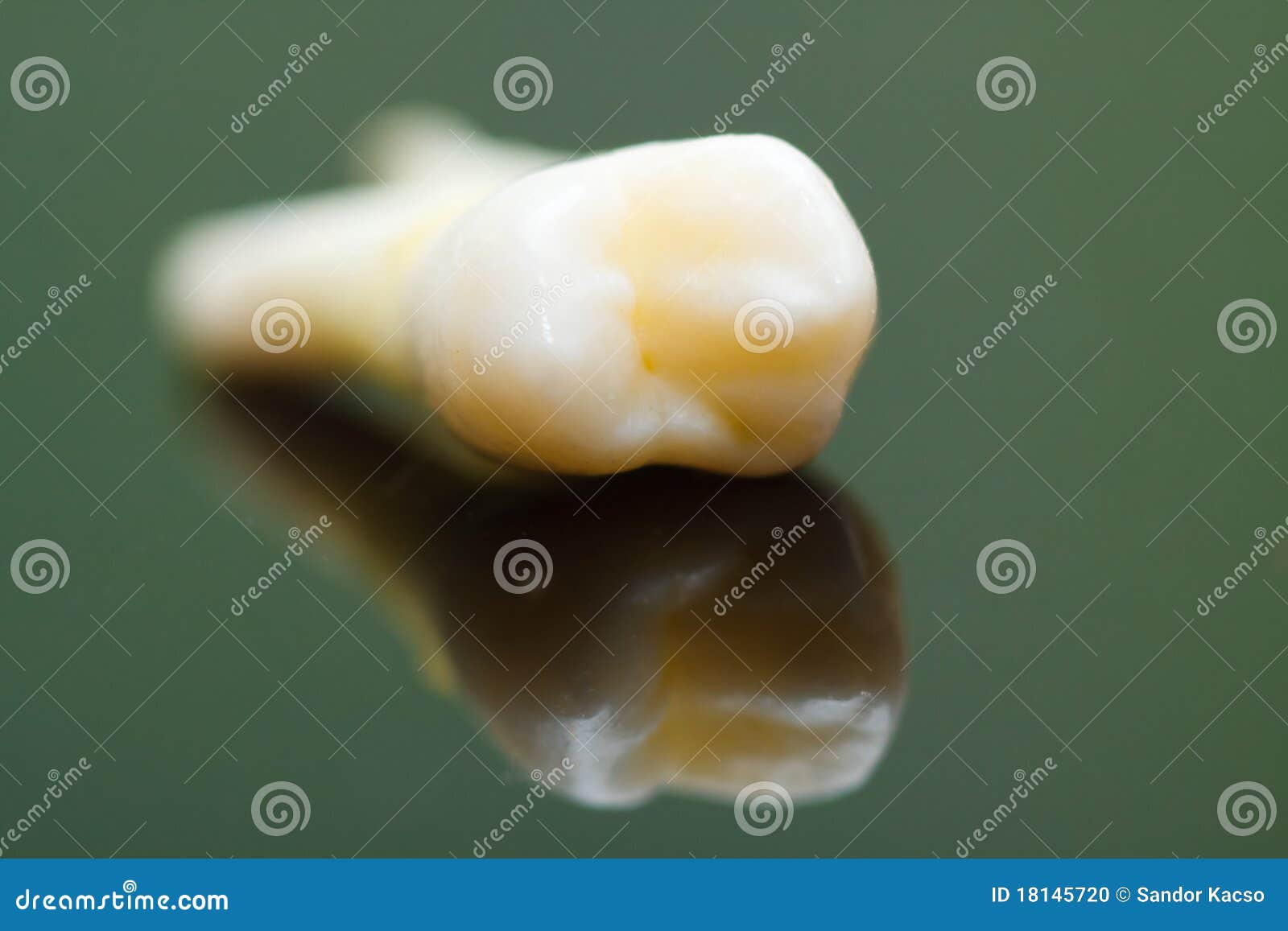 Extracted tooth stock photo. Image of teeth, macro, roots - 18145720