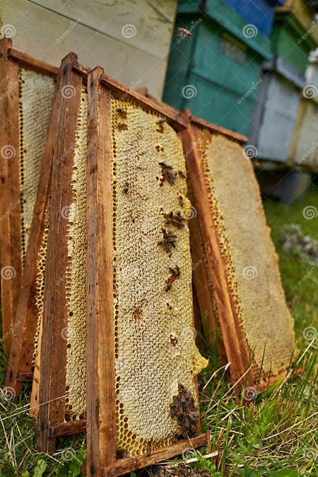 Extracting Combs with Honey from Bee Hive Stock Image - Image of apiary ...