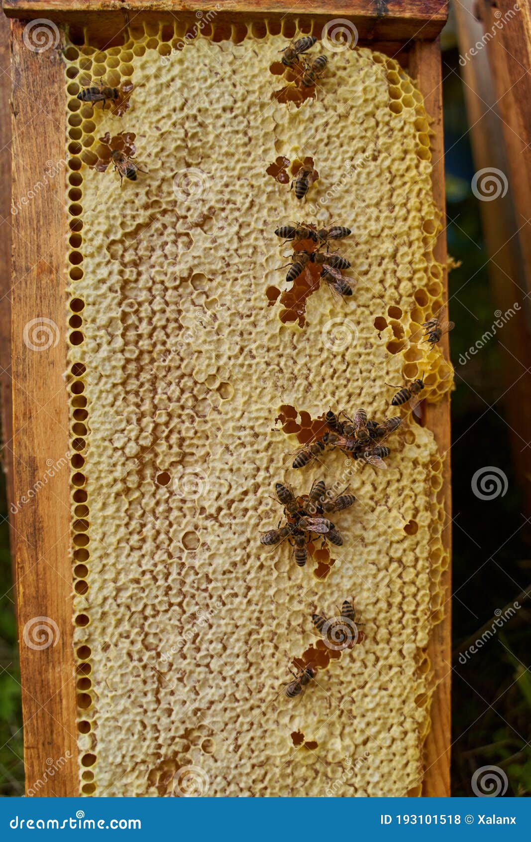 Extracting Combs with Honey from Bee Hive Stock Photo - Image of ...