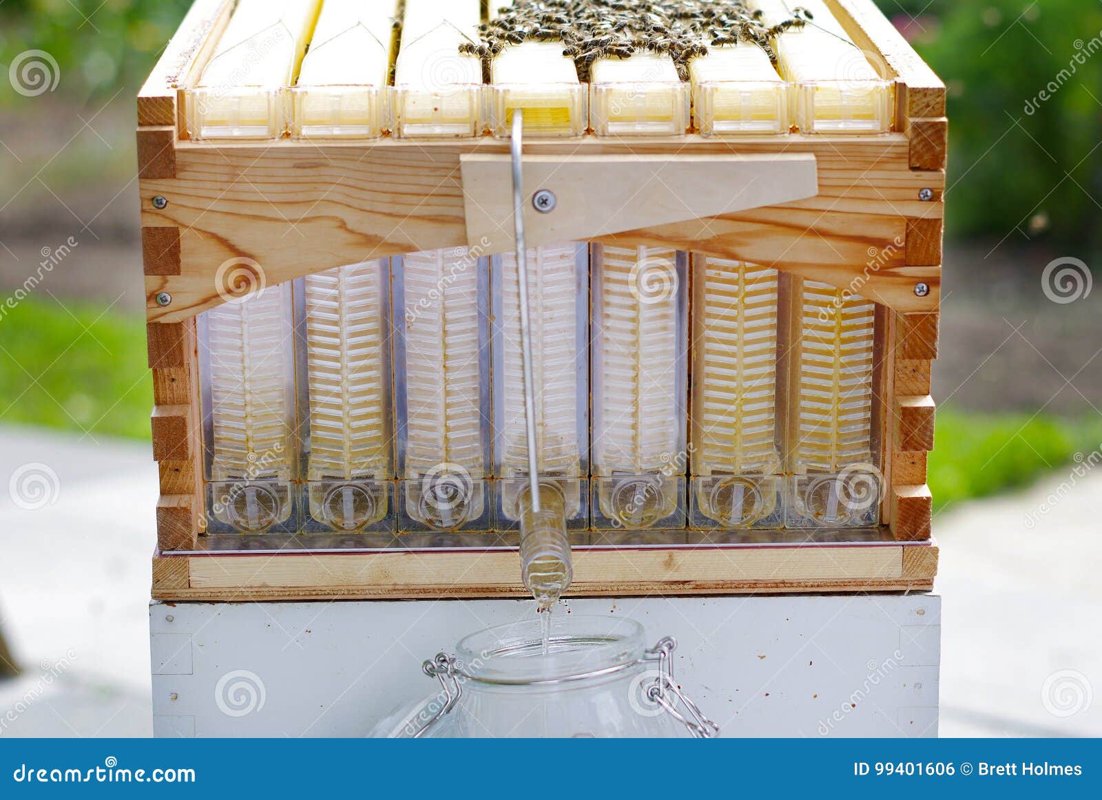 Extracting Honey from Beehive Stock Photo - Image of extracted, closeup ...
