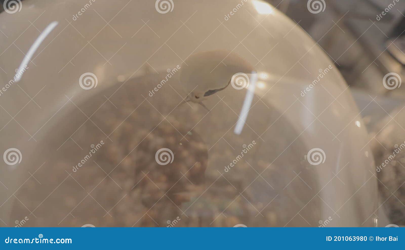 Extraction of Mucin from Snails. the Modern Method of Snail Extraction ...