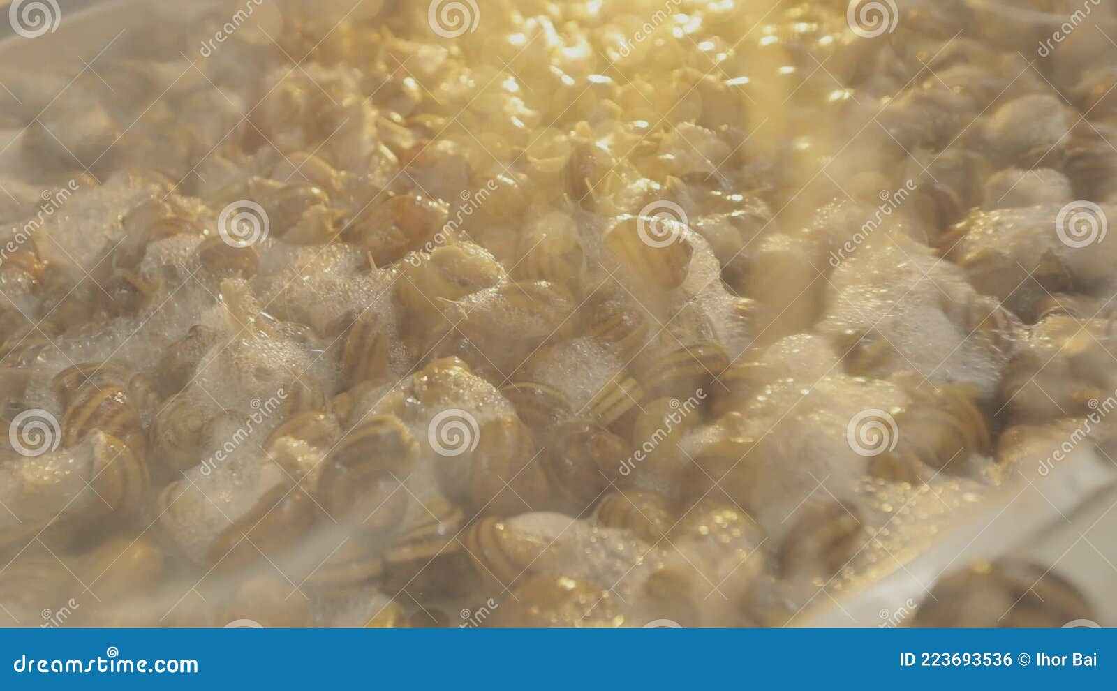 The Modern Method of Snail Extraction of Mucin. Snails in Cosmetology ...