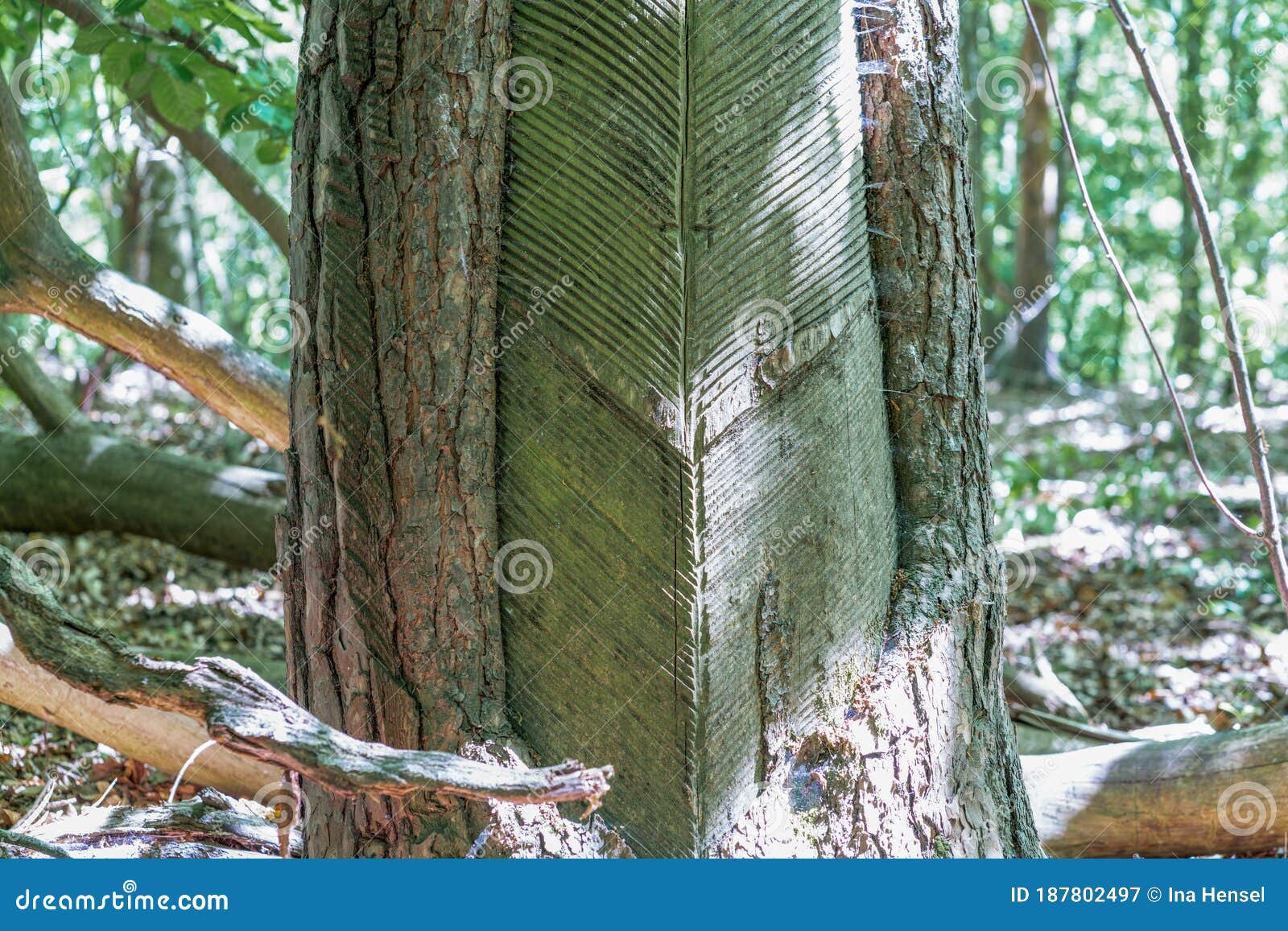 Extraction of Pine Resin: Partially Decorticated Pine Tree Trunk Stock ...