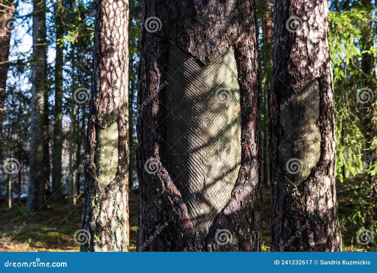Extraction of Pine Resin. Pine Tree Trunks Many Years after Harvesting ...