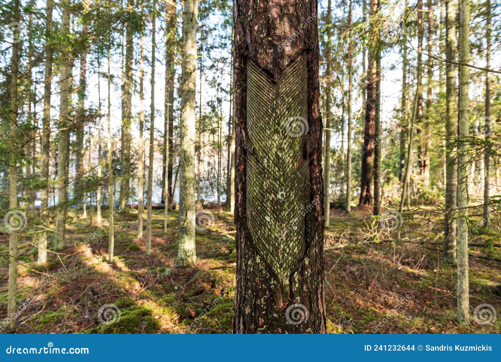 Extraction of Pine Resin. Pine Tree Trunks Many Years after Harvesting ...