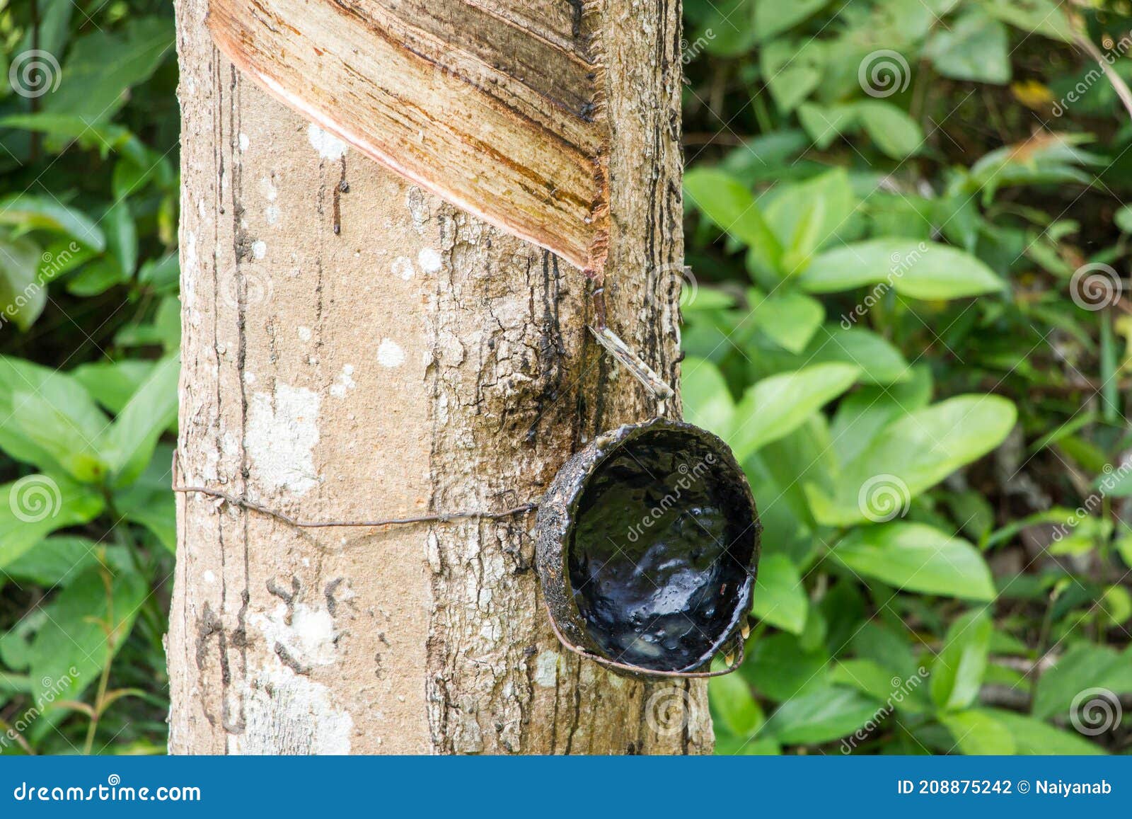 Extraction of Rubber Latex from the Bark of the Tree Stock Photo ...