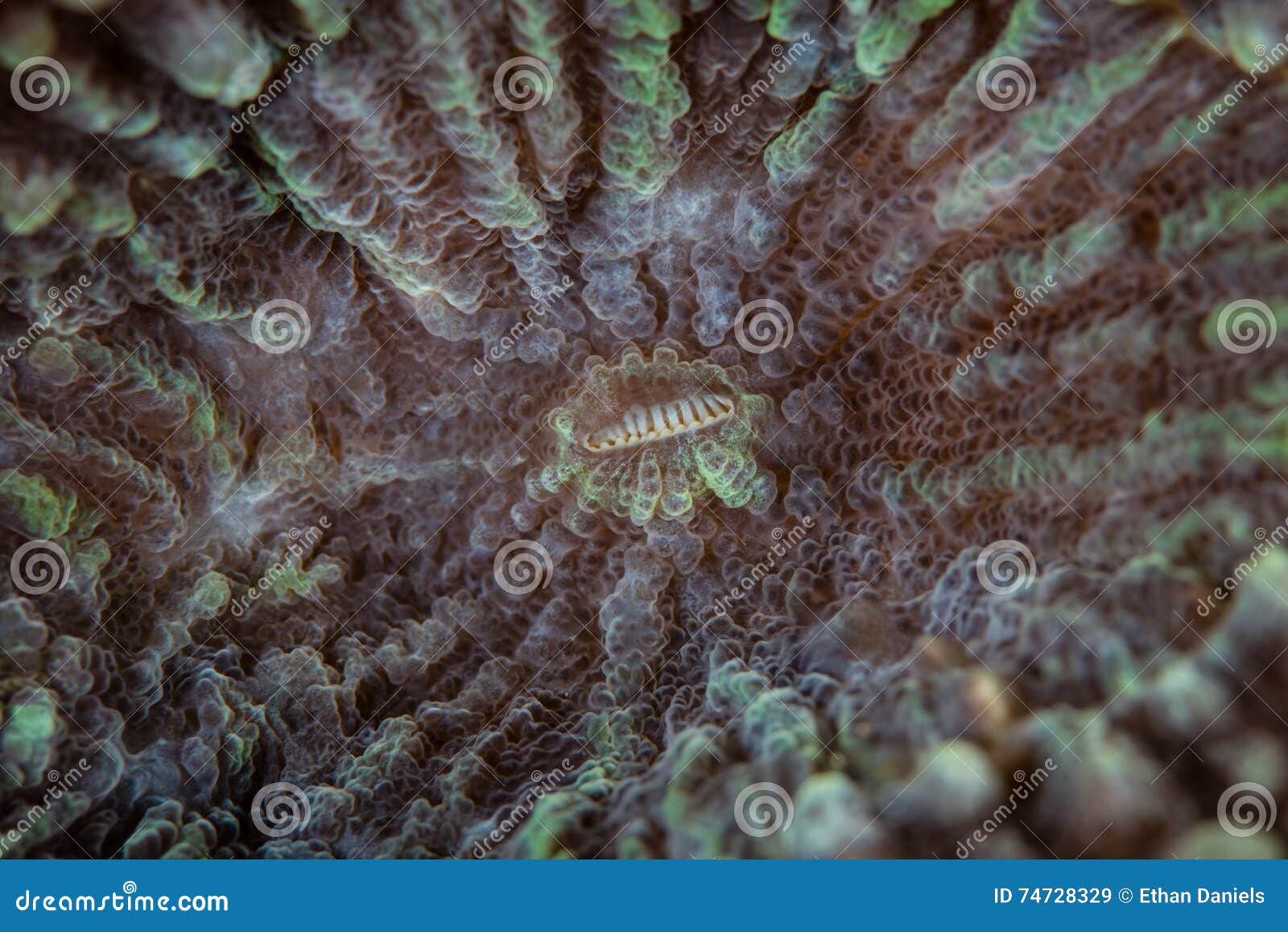 Extracto De Coral Polyp Grande Imagen de archivo - Imagen de habitat ...