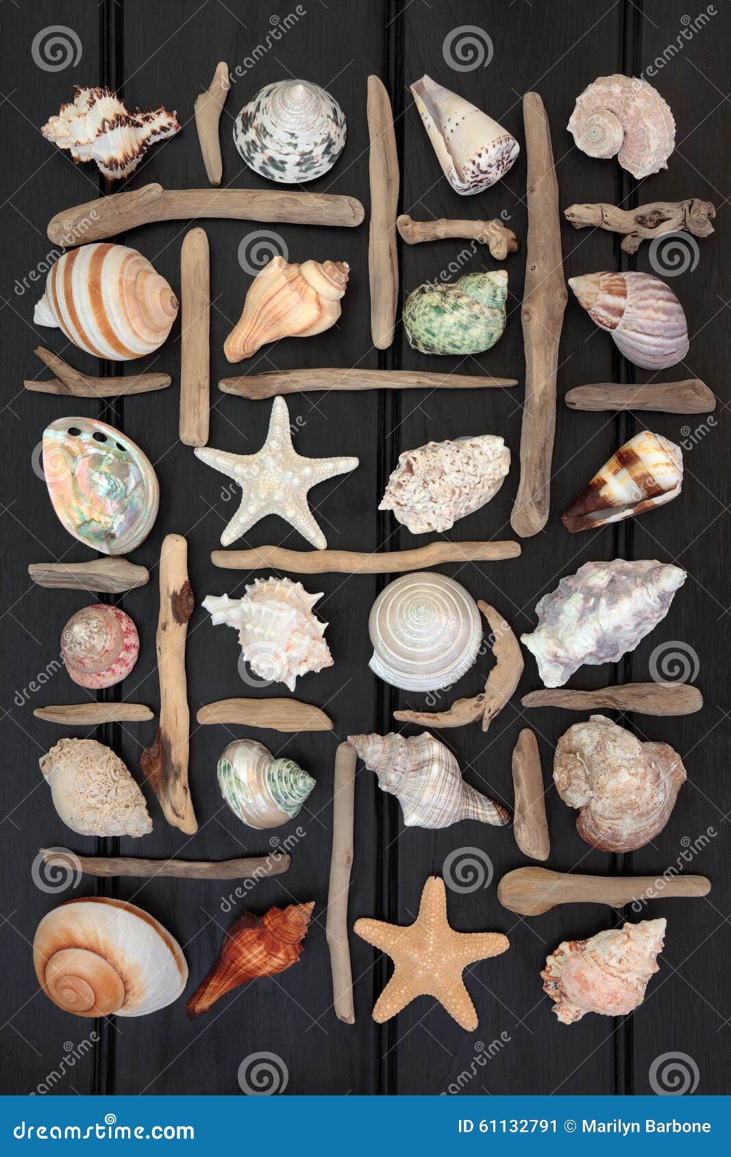 Extracto De Shell Y De La Madera De Deriva Imagen de archivo - Imagen ...