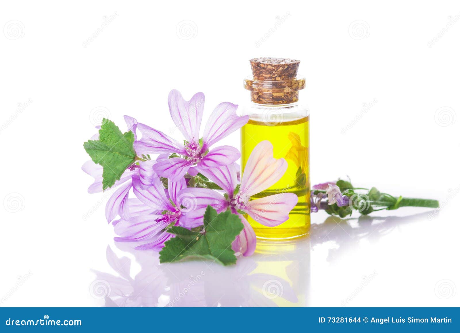 Extracto Del Malva De La Malva Foto de archivo - Imagen de sano ...