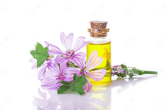 Extracto Del Malva De La Malva Foto de archivo - Imagen de sano ...