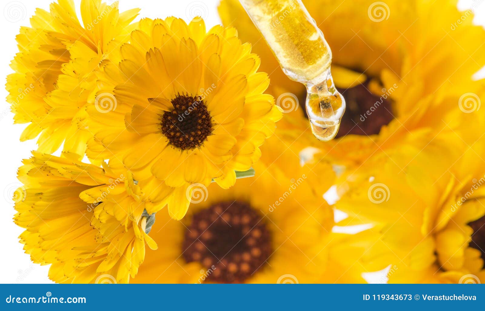 Extracto Herbario De La Flor De La Maravilla Imagen de archivo - Imagen ...