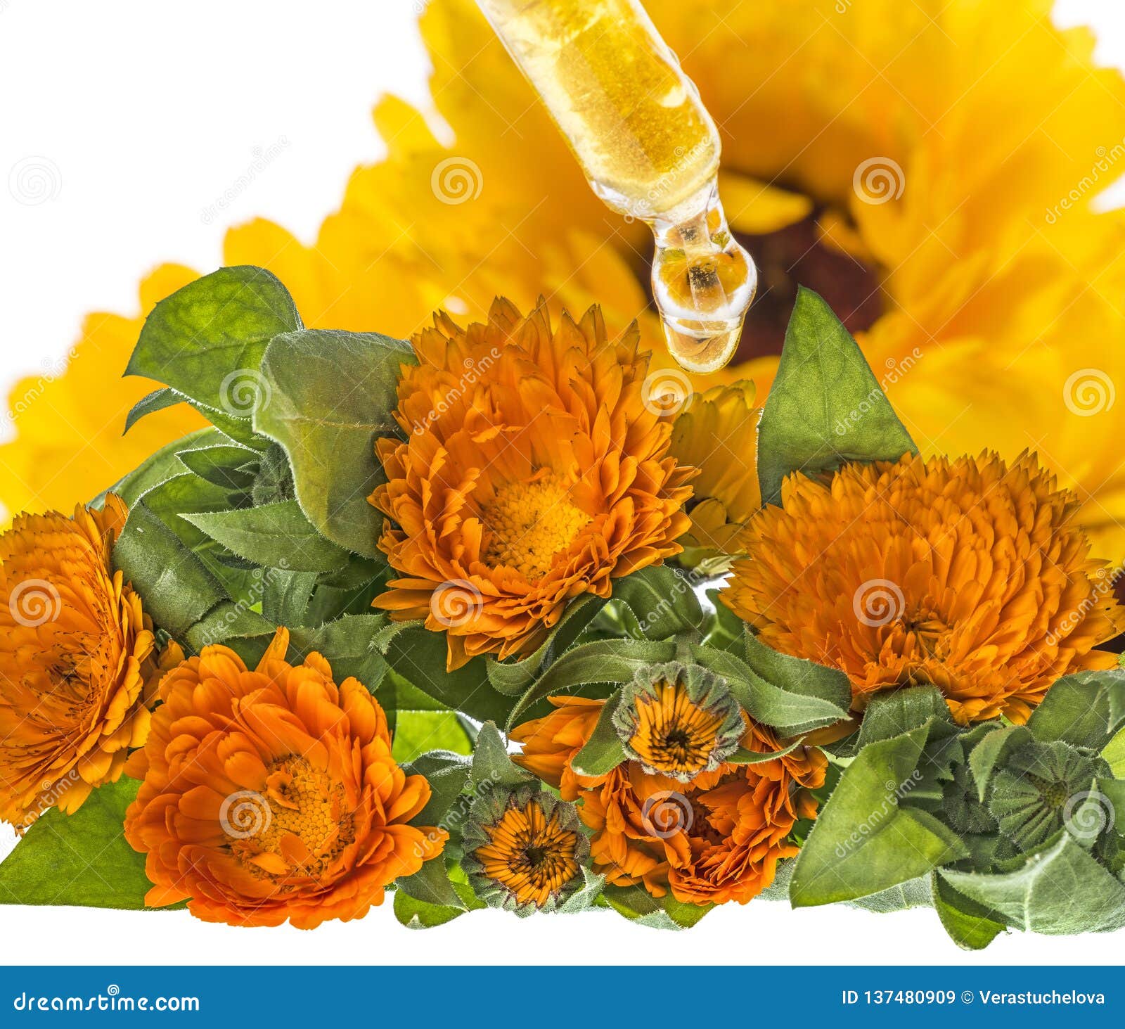 Extracto Herbario De La Flor De La Maravilla Imagen de archivo - Imagen ...