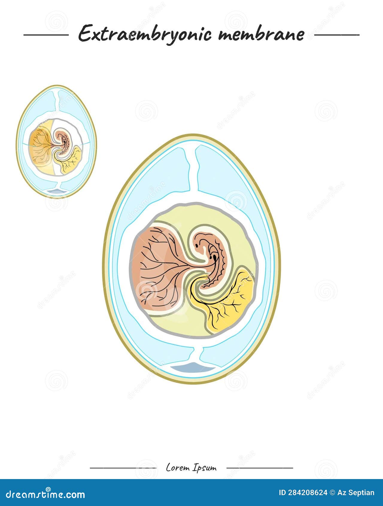 Extraembryonic Membrane Template Stock Vector - Illustration of ...
