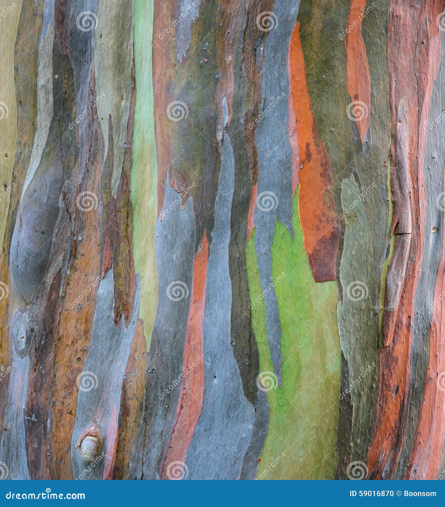 Extraordinary Colored Bark Texture Stock Photo - Image of bark, tree ...