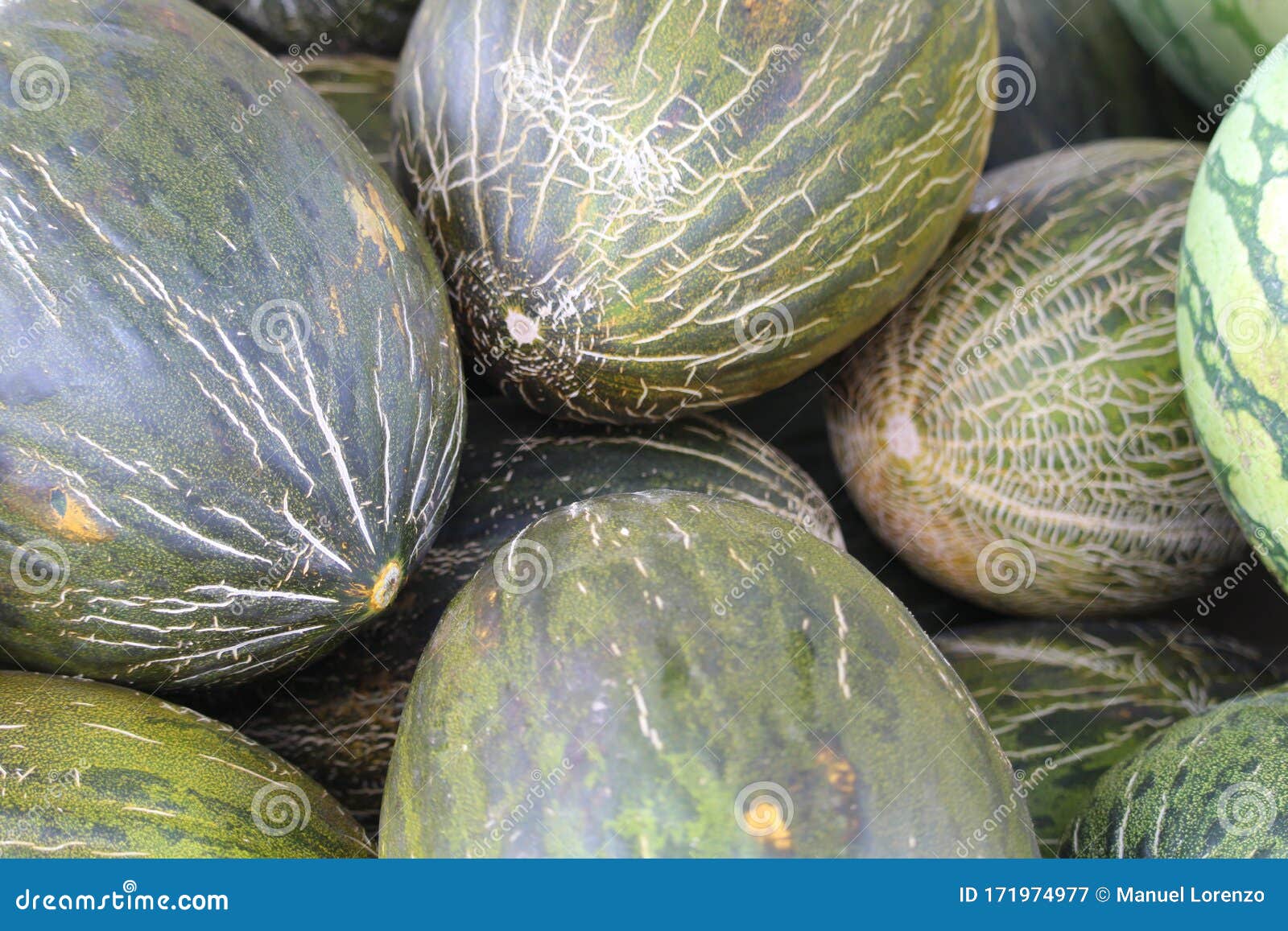 Extraordinary Melons of Beautiful Color and Delicious Taste Stock Image ...