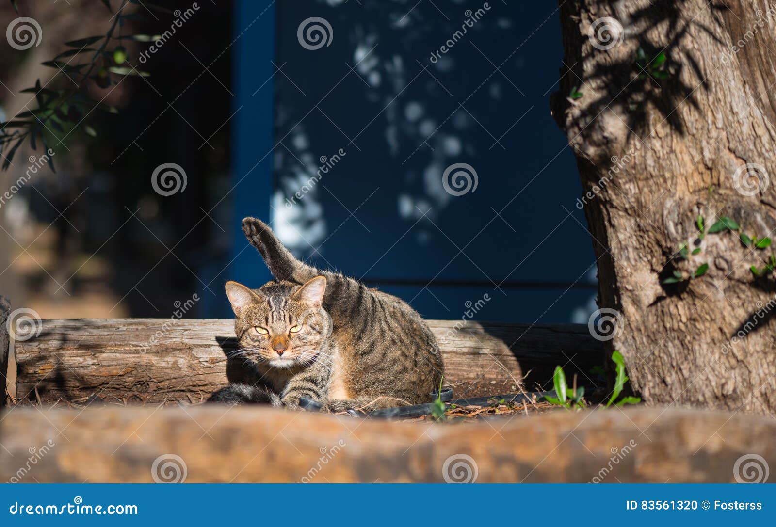 The Extraordinary Ninja Cat Stock Photo - Image of beautiful, ninja ...