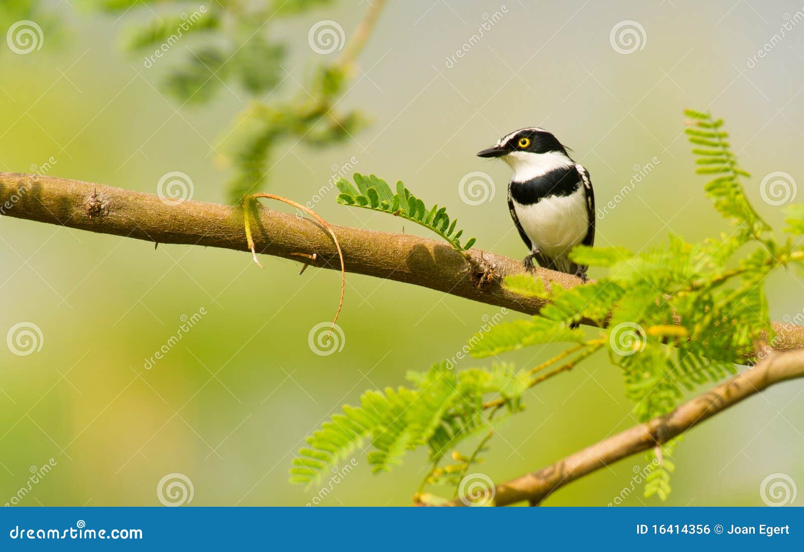The Extravagant Black-headed Batis Stock Photo - Image of african ...