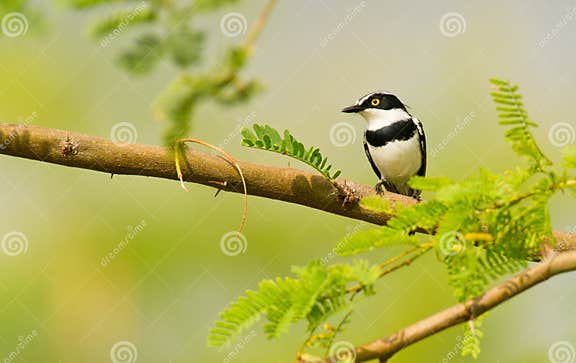 The Extravagant Black-headed Batis Stock Photo - Image of african ...