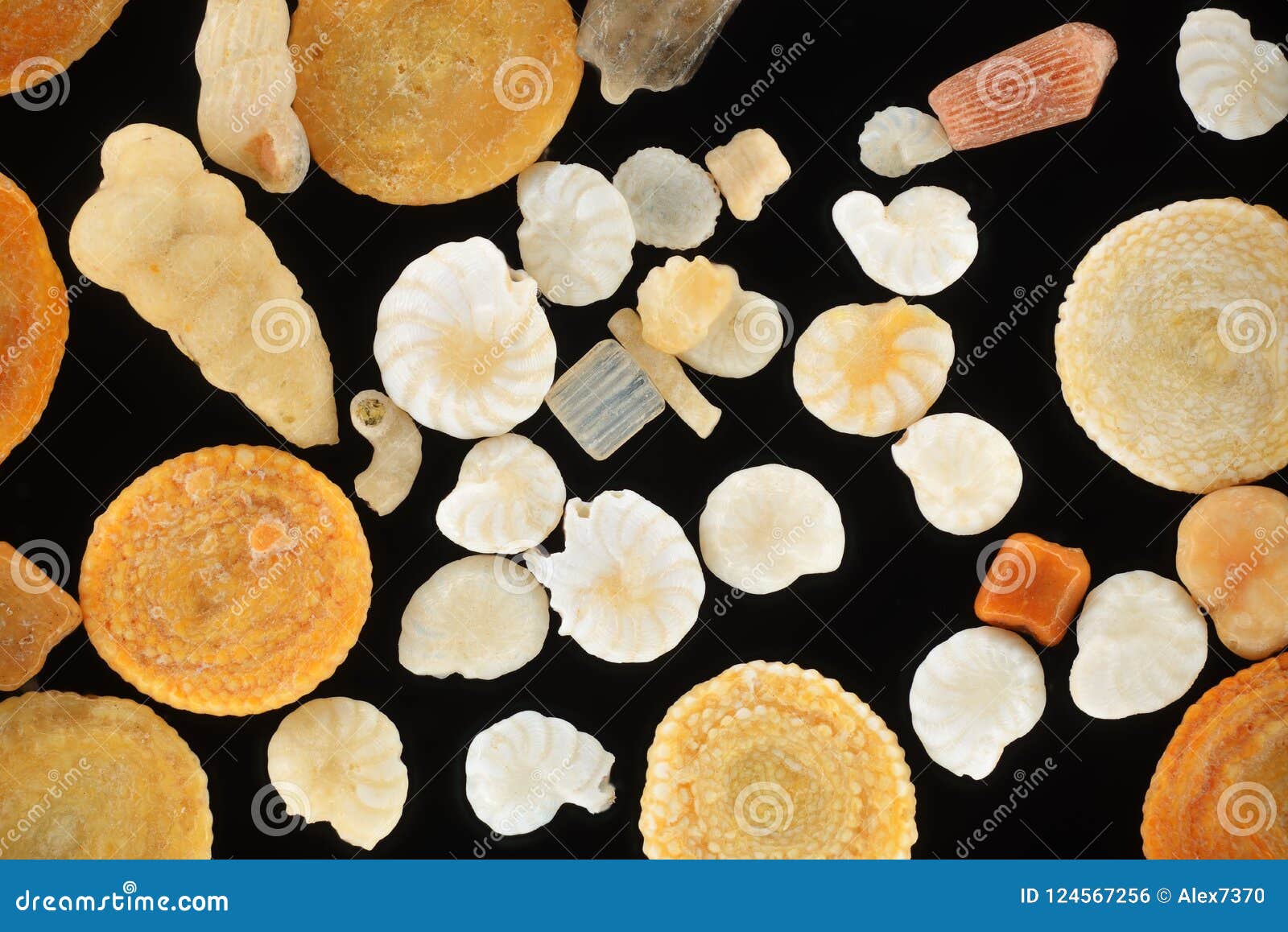 Extreem Close-up Van Foraminifera-shells Van Koraalzand Stock Foto ...