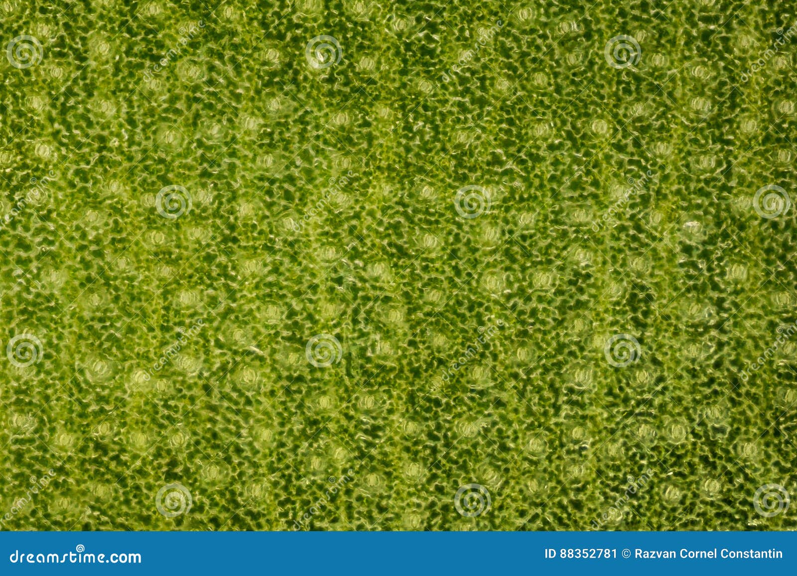 Extrem Magnification - Stomatas in a Green Leaf at 20x Stock Image ...