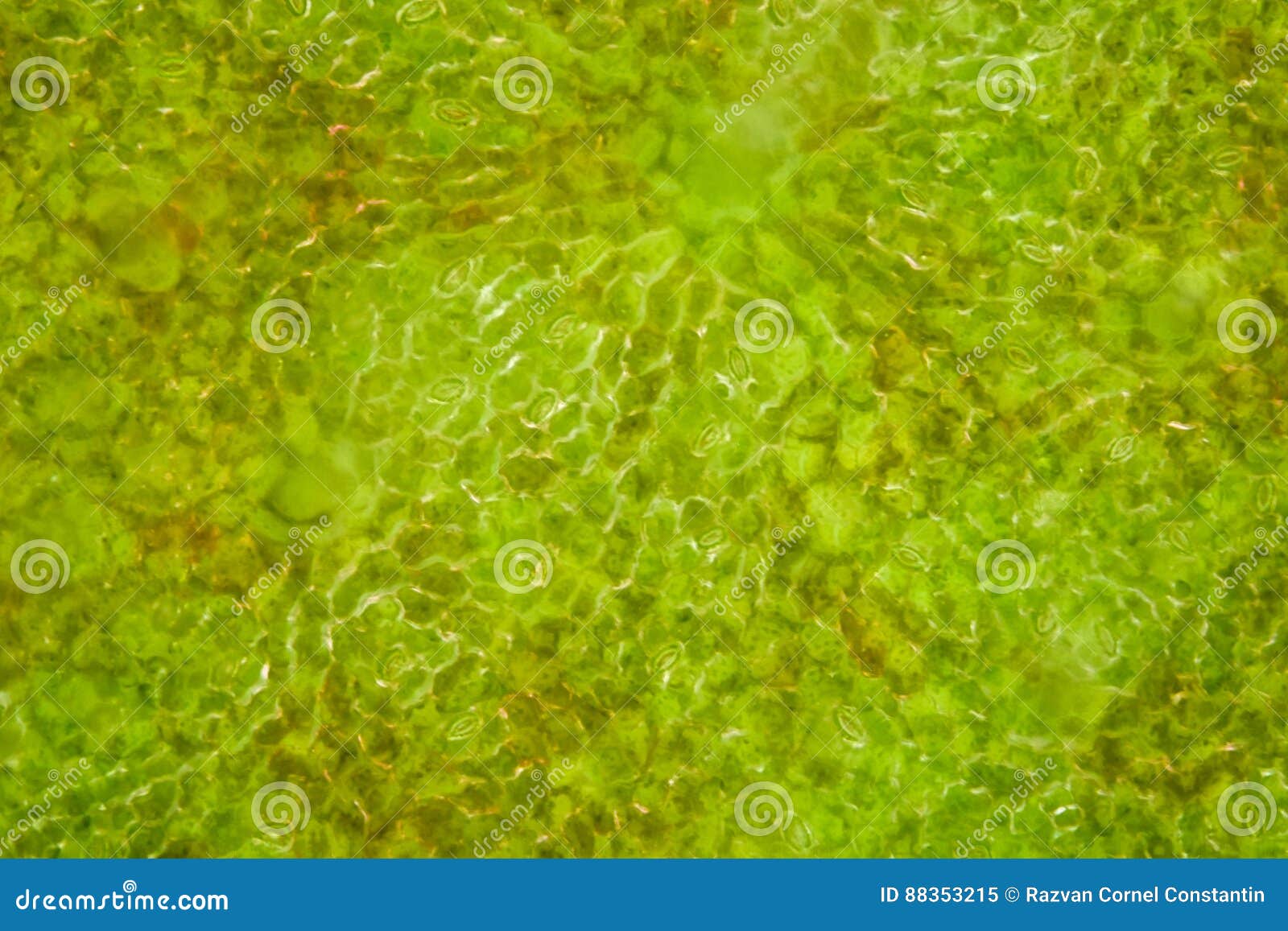 Extrem Magnification - Stomatas in a Green Leaf at 20x Stock Image ...
