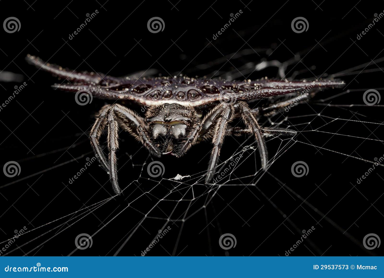 Extreme Close Up All Black Spiny Orb Weaver Spider Stock Image - Image ...