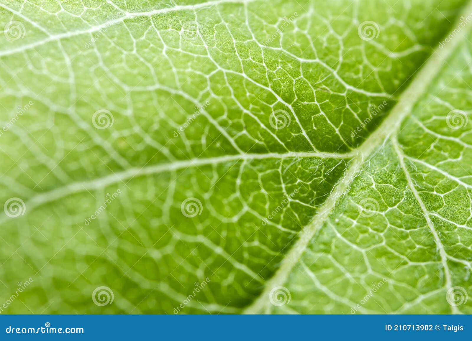 Extreme Close-up of a Apple Leaf Stock Photo - Image of focus ...