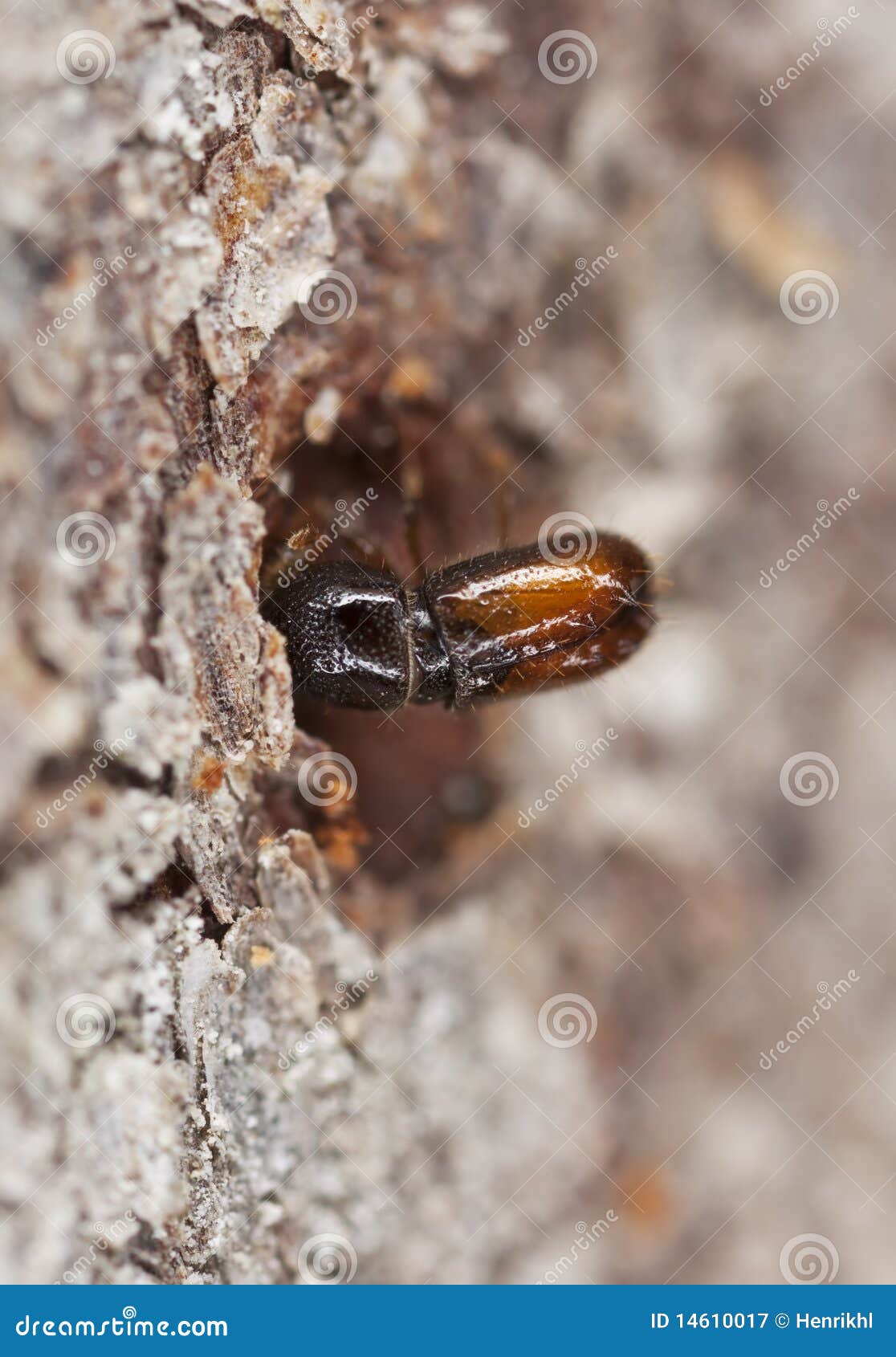 Extreme Close-up of a Bark Borer. Stock Image - Image of crawly, close ...